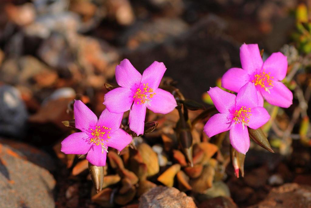 Large-flowered Sandrose (Anacampseros telephiastrum) - Botanical Realm