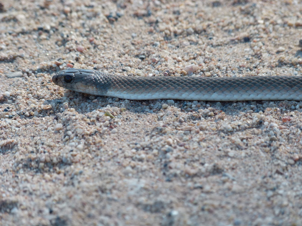 Ringed Brown Snake from Ilparpa Swamp & Wildlife Reserve, Ilparpa, NT ...