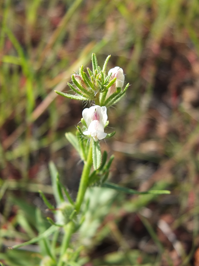 Misopates salvagense (Madeira Pflanzen Endemiten) · iNaturalist