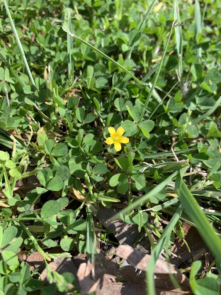 Creeping Woodsorrel from Stellenbosch University, Stellenbosch, WC, ZA ...
