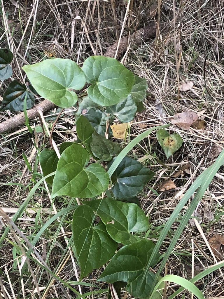 pearl vine from Puckeys Estate, North Wollongong, NSW, AU on September ...