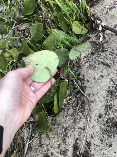 Snake Vine (Flora on K'gari) · iNaturalist