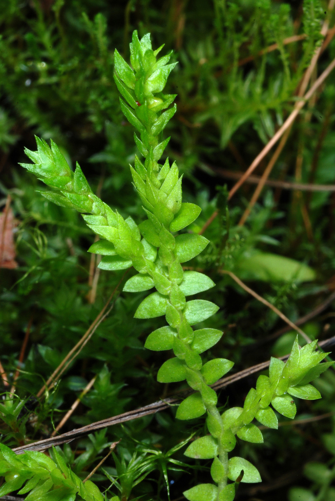meadow spikemoss (Floral Diversity of Burgess Falls State Park ...
