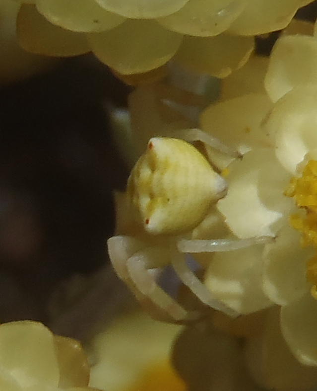 Flower Crab Spiders from Bosch Hoek on October 08, 2011 by Nicola van ...
