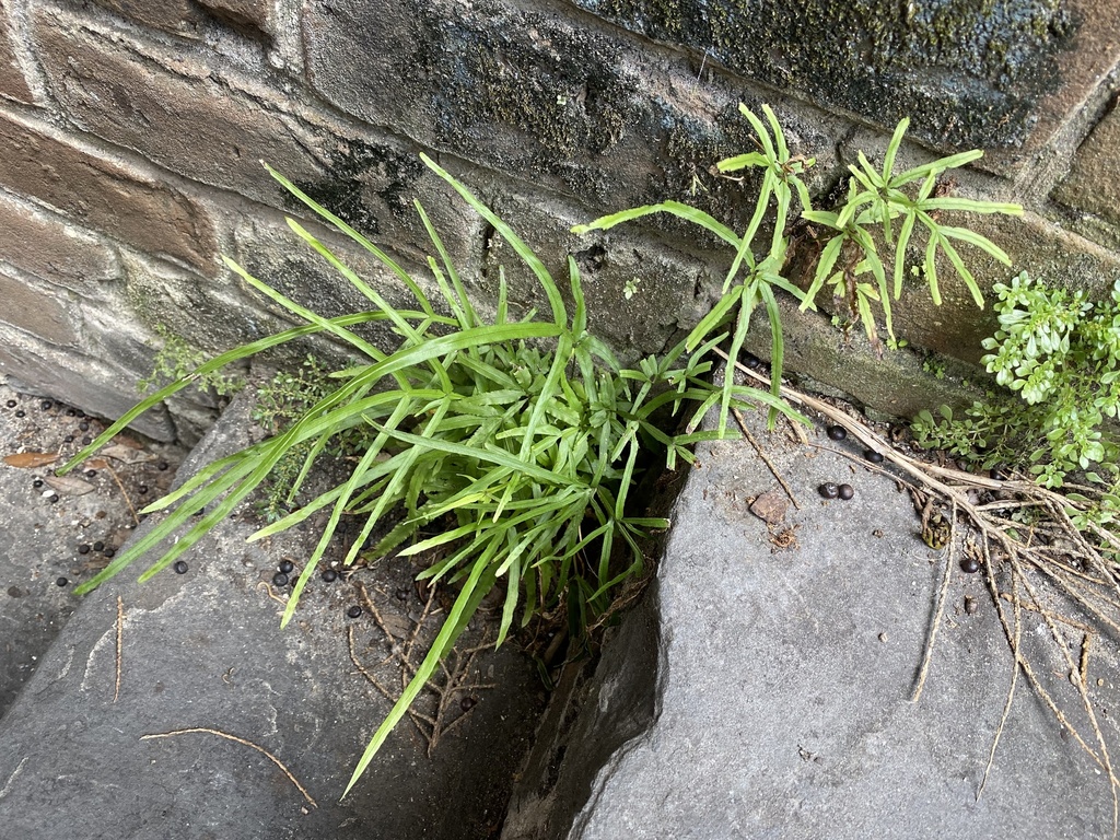 Pteris multifida (Madeira Pflanzen Polypodiopsida) · iNaturalist