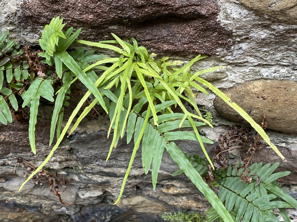 Pteris multifida (Madeira Pflanzen Polypodiopsida) · iNaturalist