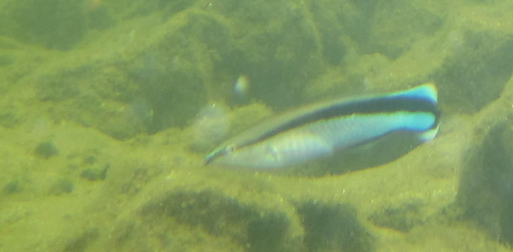Bluestreak Cleaner Wrasse from Kosi Estuary - reef near mouth on ...
