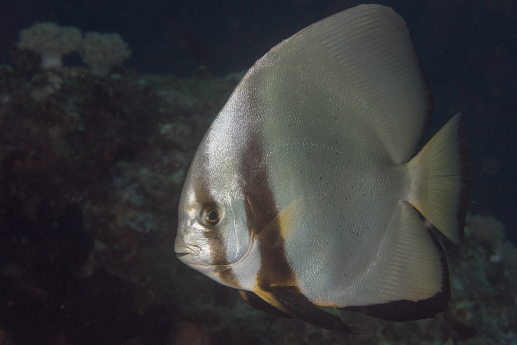 Golden Spadefish from Florida Islands, Solomon Islands on March 30 ...