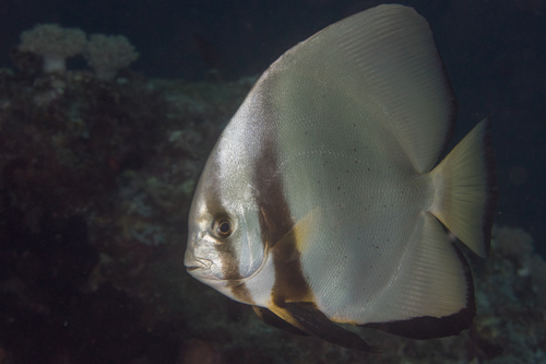 Golden Spadefish (Platax boersii) · iNaturalist