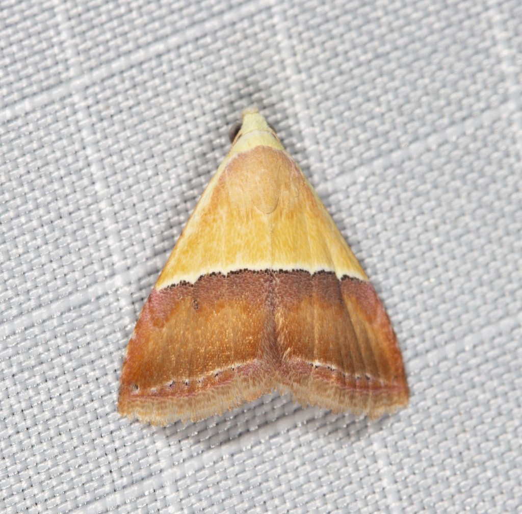 Oriental Banner (Kanha National Park - Invertebrates) · iNaturalist