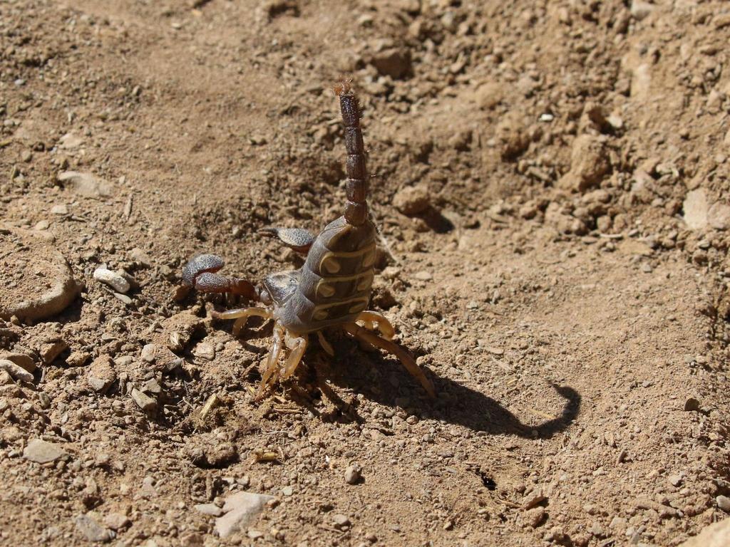 Opistophthalmus scabrifrons in July 2015 by Alex Dreyer. Burrowing ...