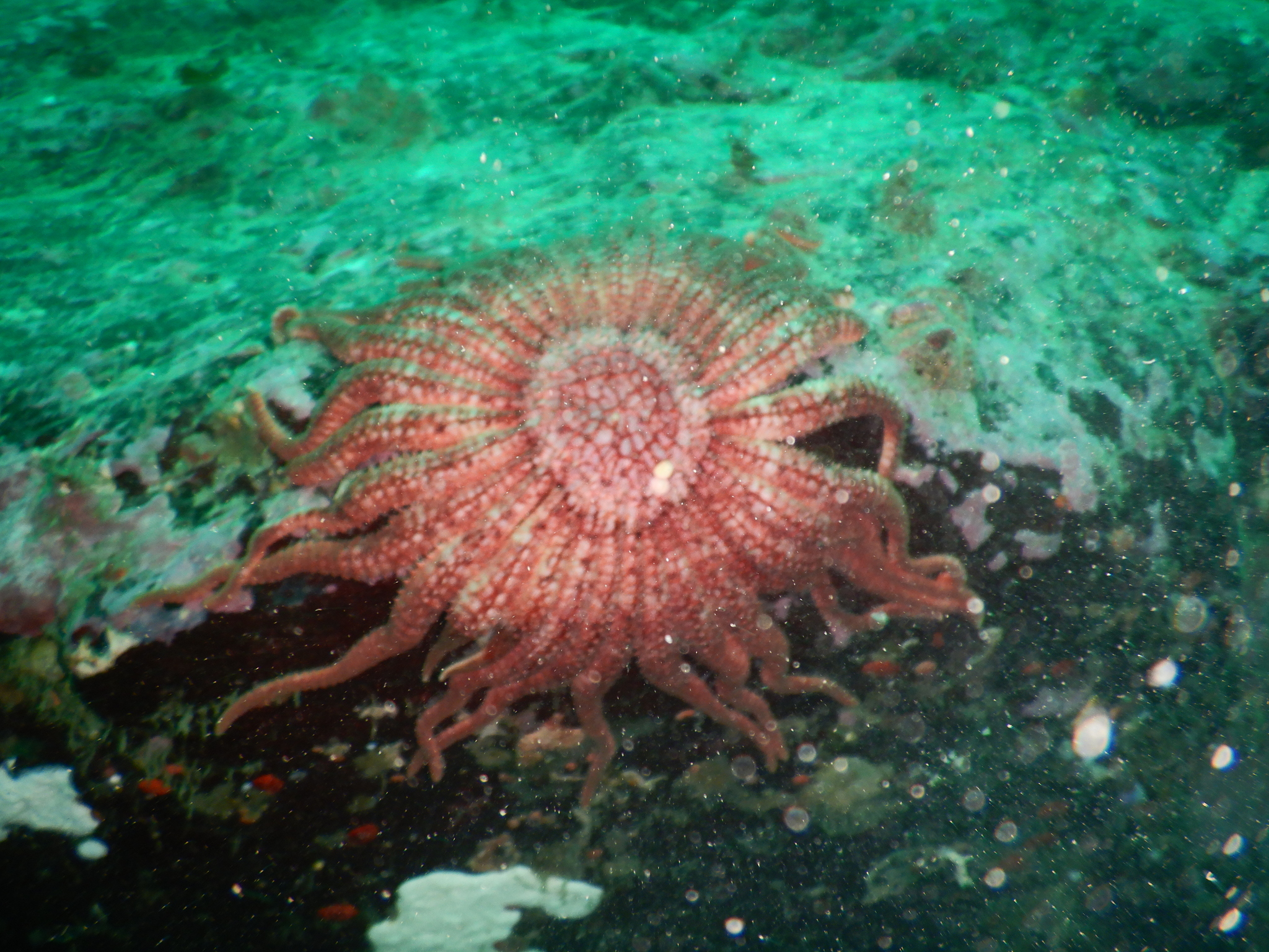 Labidiaster Lütken, 1871