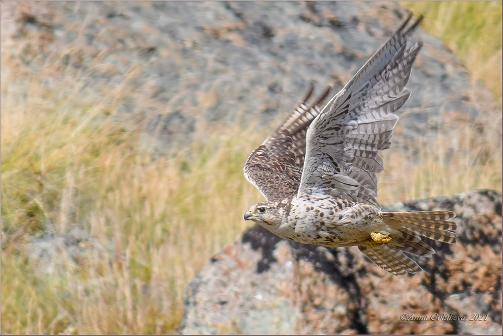 Saker Falcon in August 2021 by Анна Голубева · iNaturalist