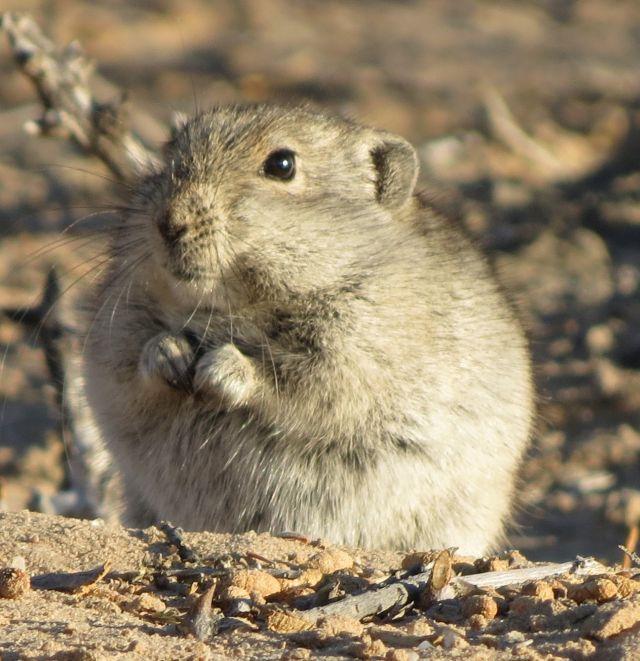 Muroids (Muroidea) - Know Your Mammals
