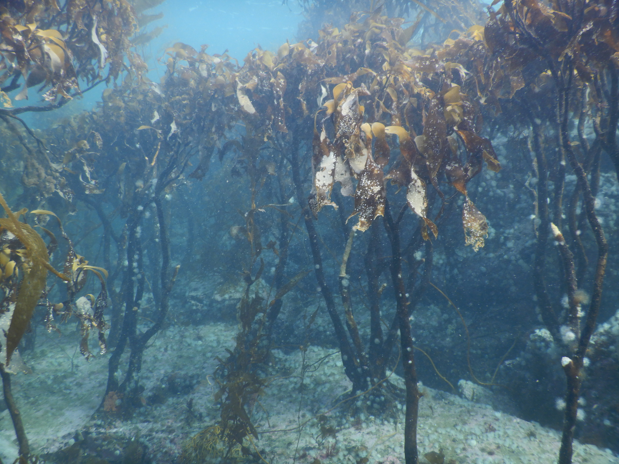 Lessonia flavicans Bory, 1825