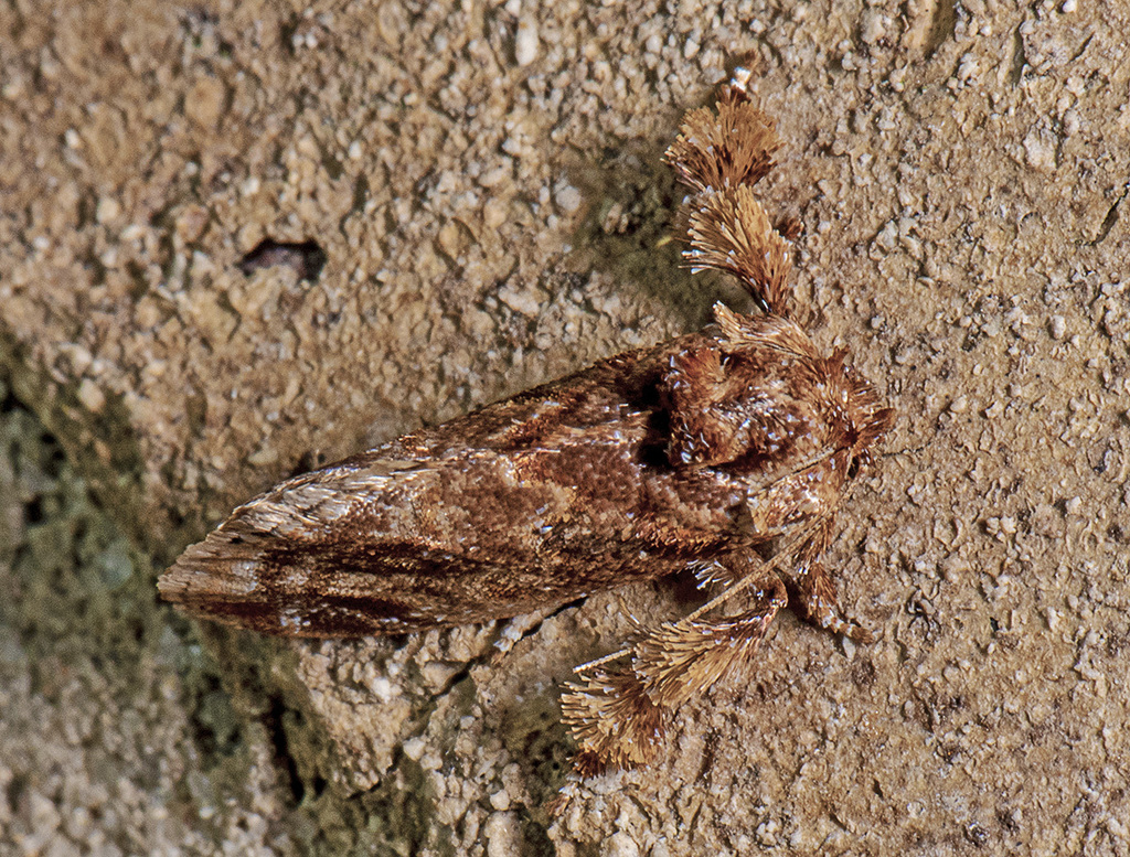 Spun Glass Slug Moth from Canyon Lake, TX, USA on September 7, 2021 at ...