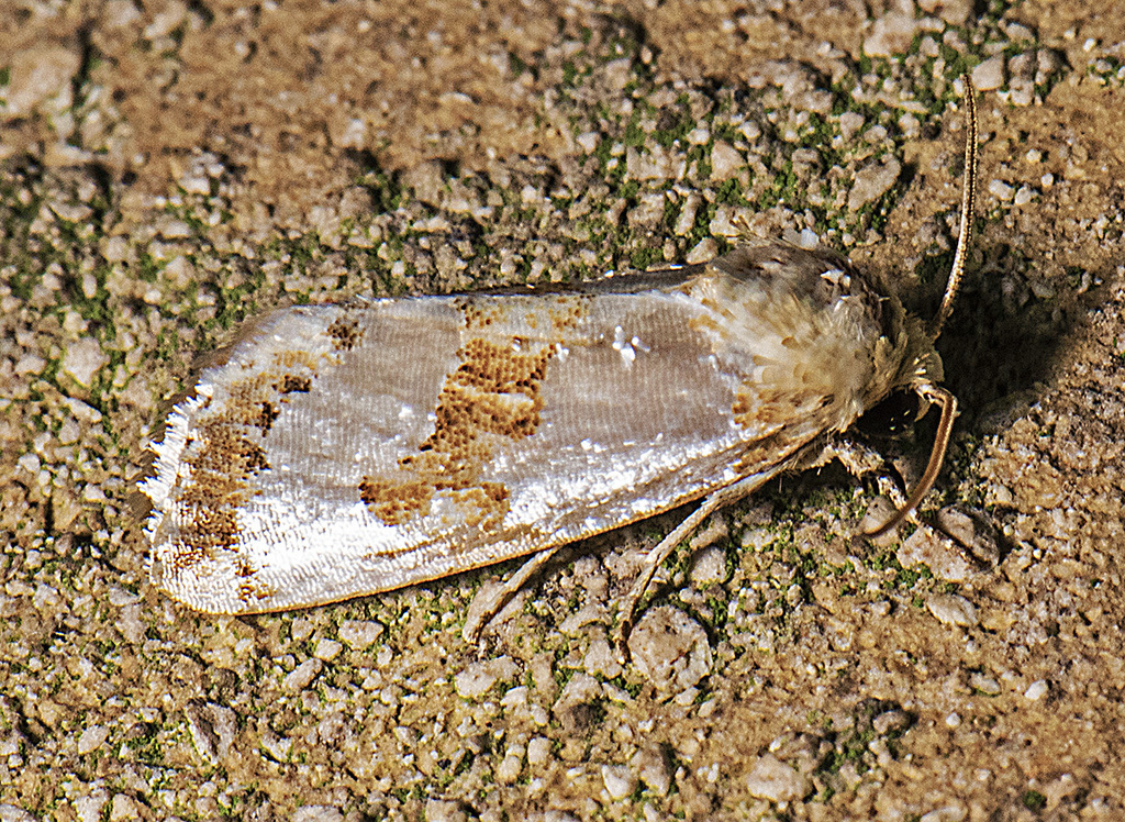 Chrysellus Flower Moth from Canyon Lake, TX, USA on September 7, 2021 ...