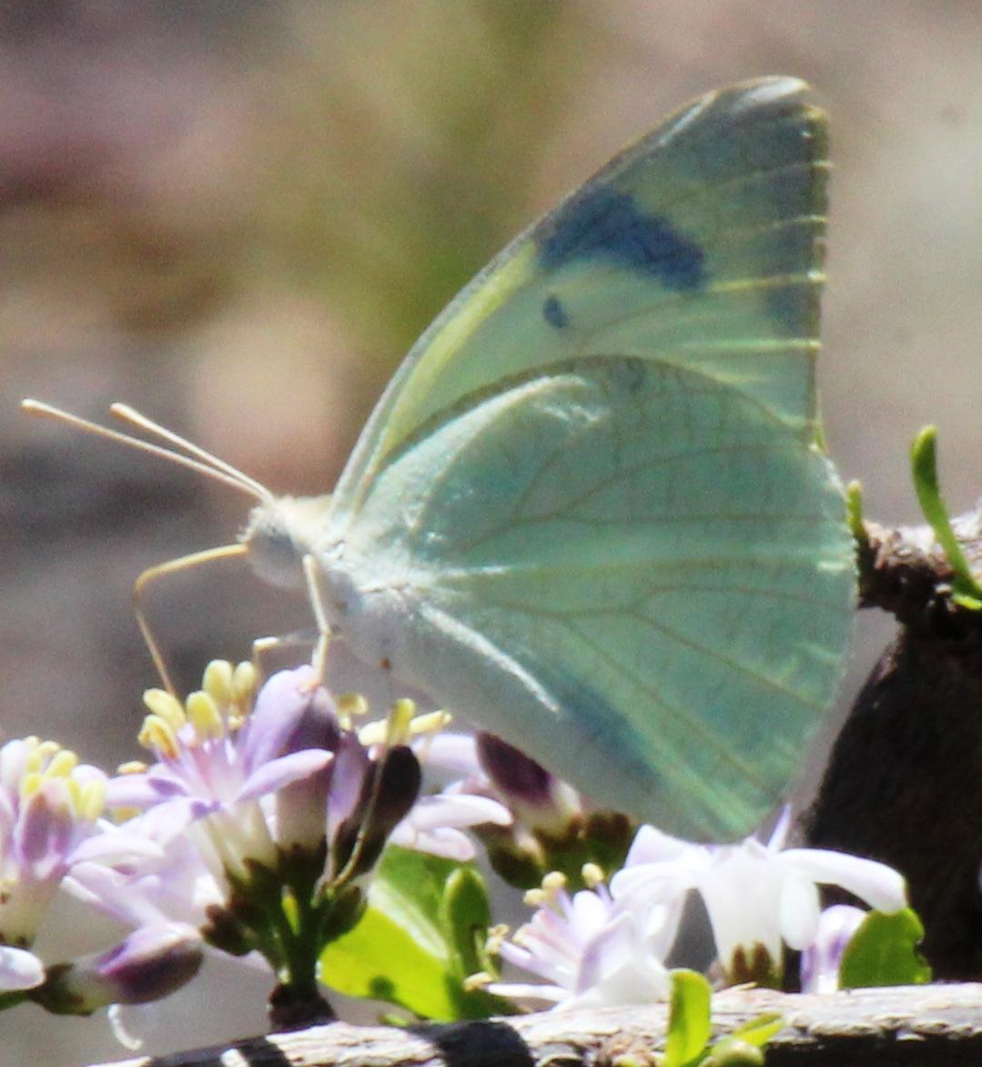 Teracolus subfasciatus Swainson, 1833