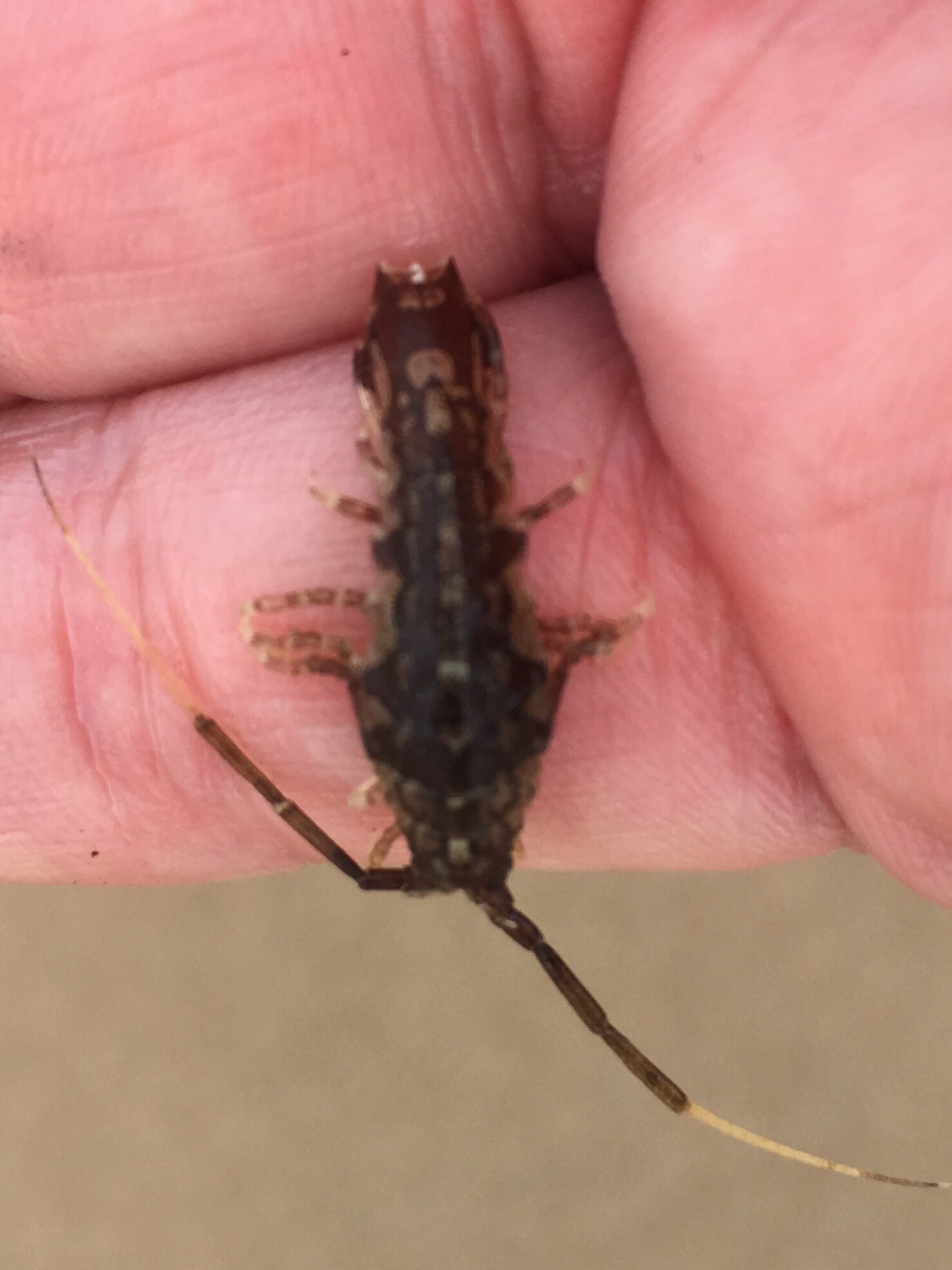 Idotea linearis (Linnaeus, 1767)