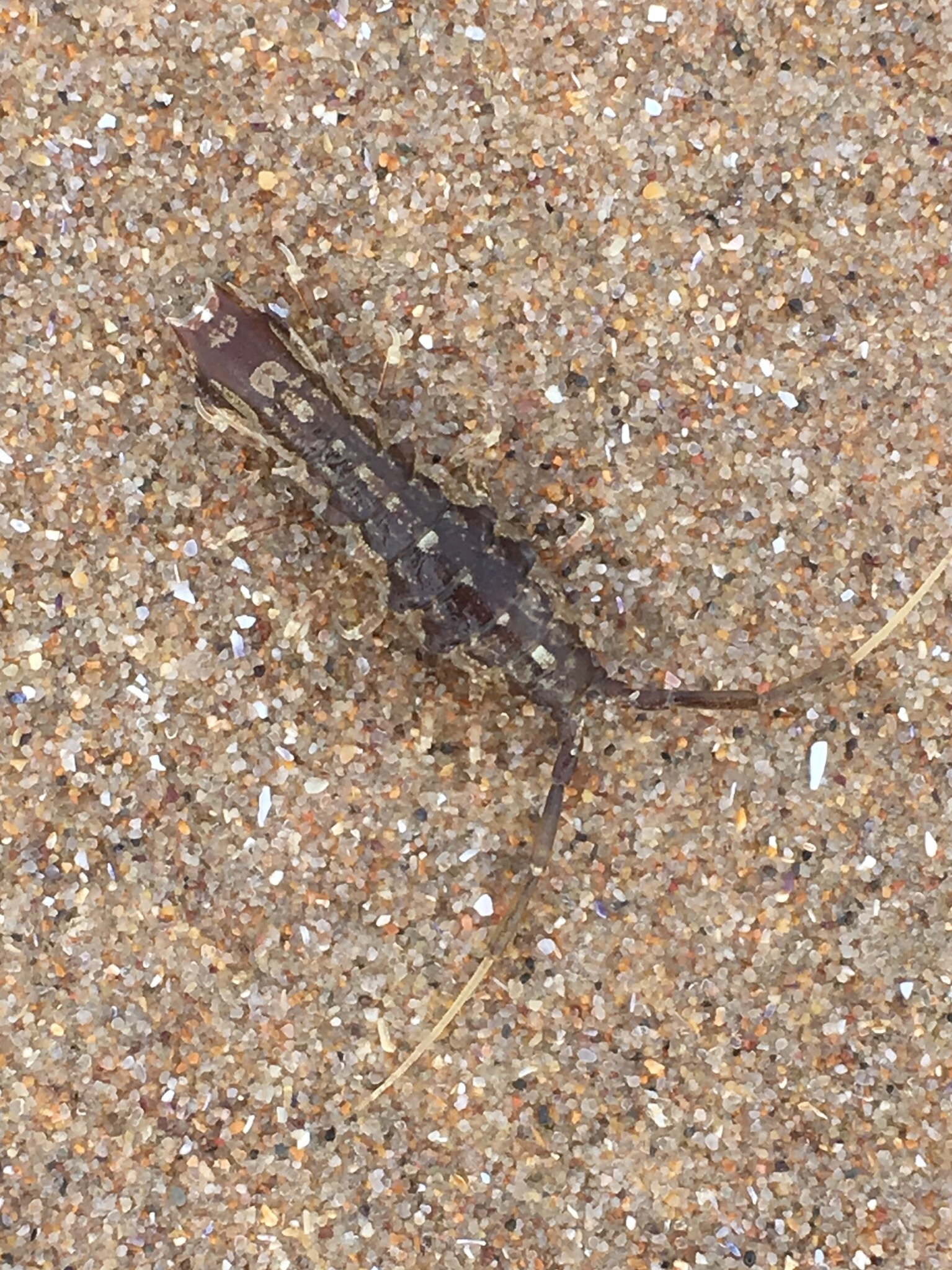 Idotea linearis (Linnaeus, 1767)