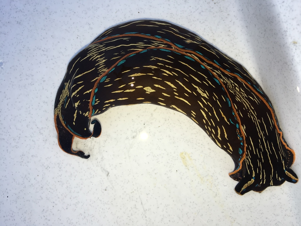 California Aglaja (Nudibranchs and other sea slugs of California ...