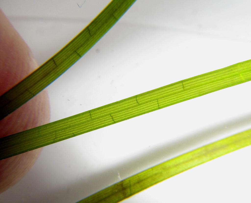 Zostera capensis (Mlalazi Estuarine Floodplain) · iNaturalist