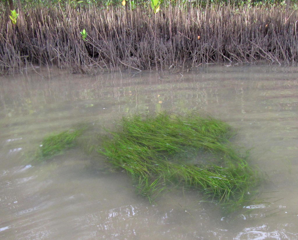 Zostera capensis (Mlalazi Estuarine Floodplain) · iNaturalist
