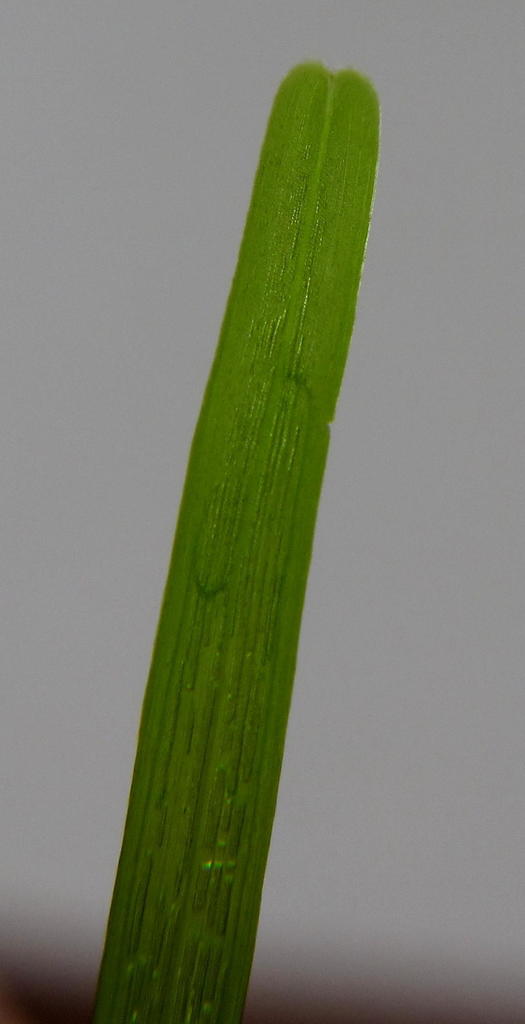 Zostera capensis (Mlalazi Estuarine Floodplain) · iNaturalist