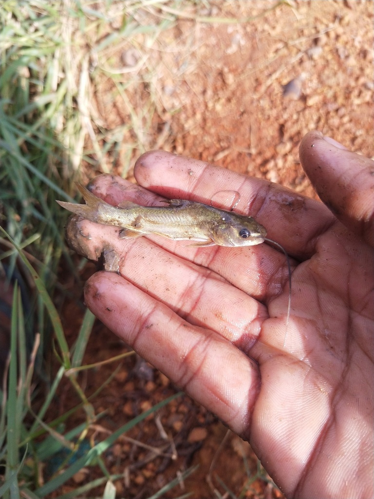 Gulio Catfish from Kottayam, Kerala, India on June 30, 2021 at 04:20 PM ...