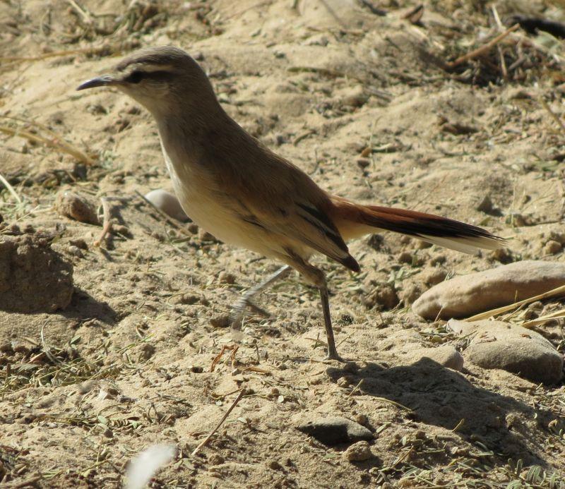 (Cercotrichas paena oriens) - Avian Discovery
