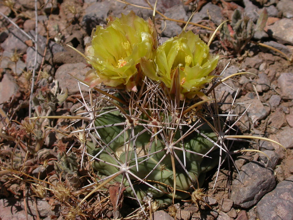 Long-tubercled Cory Cactus in June 2002 by gkonings · iNaturalist