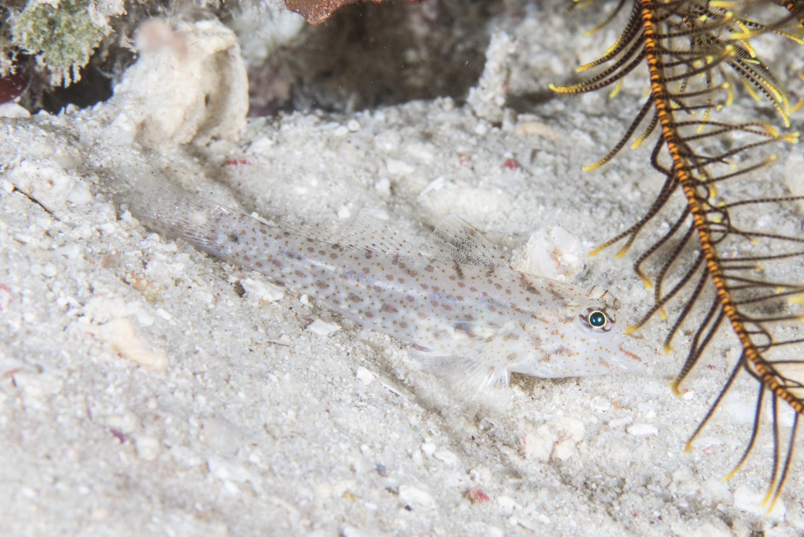 Fusigobius neophytus (Günther, 1877)