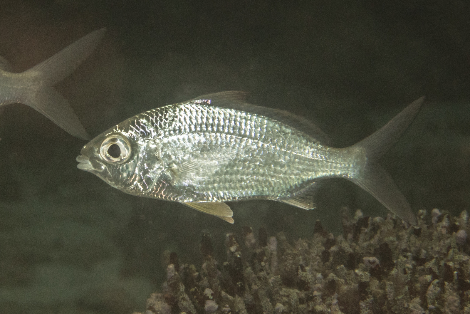 Gerres longirostris (Lacepède, 1801)