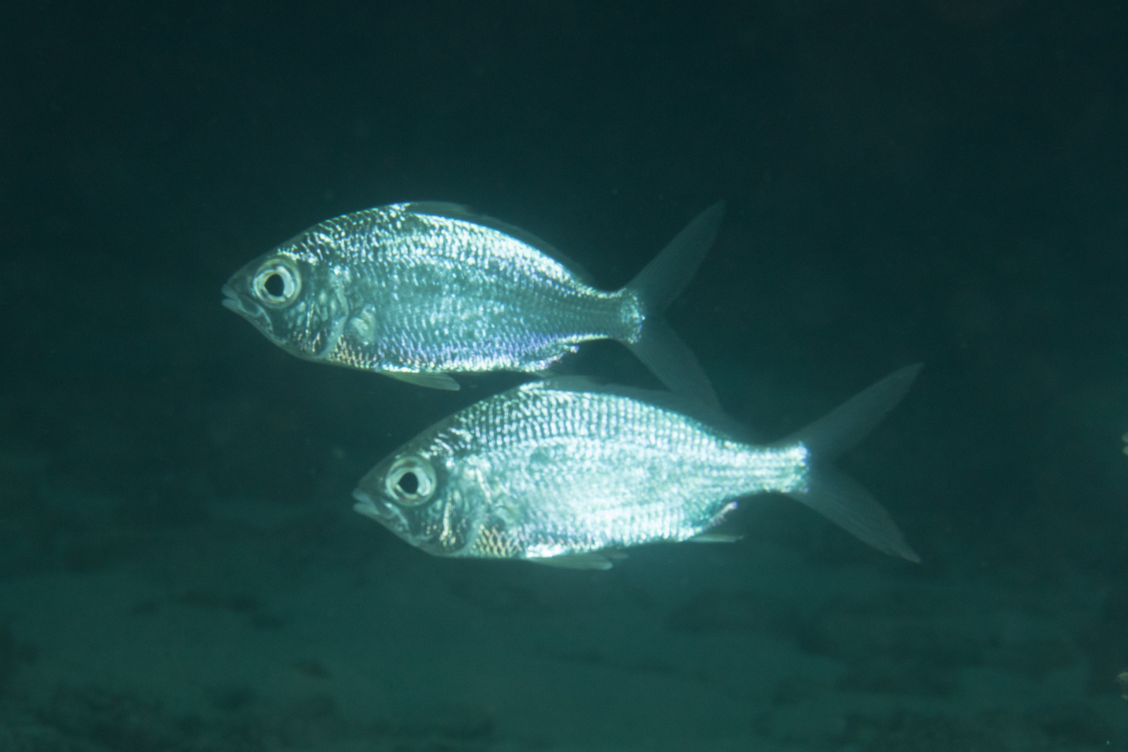 Gerres longirostris (Lacepède, 1801)