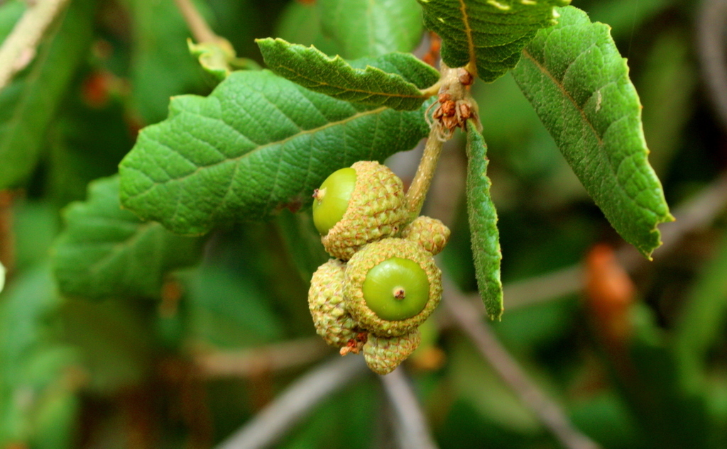 netleaf oak from Rietfontein, Pretoria, 0084, South Africa on January 7 ...