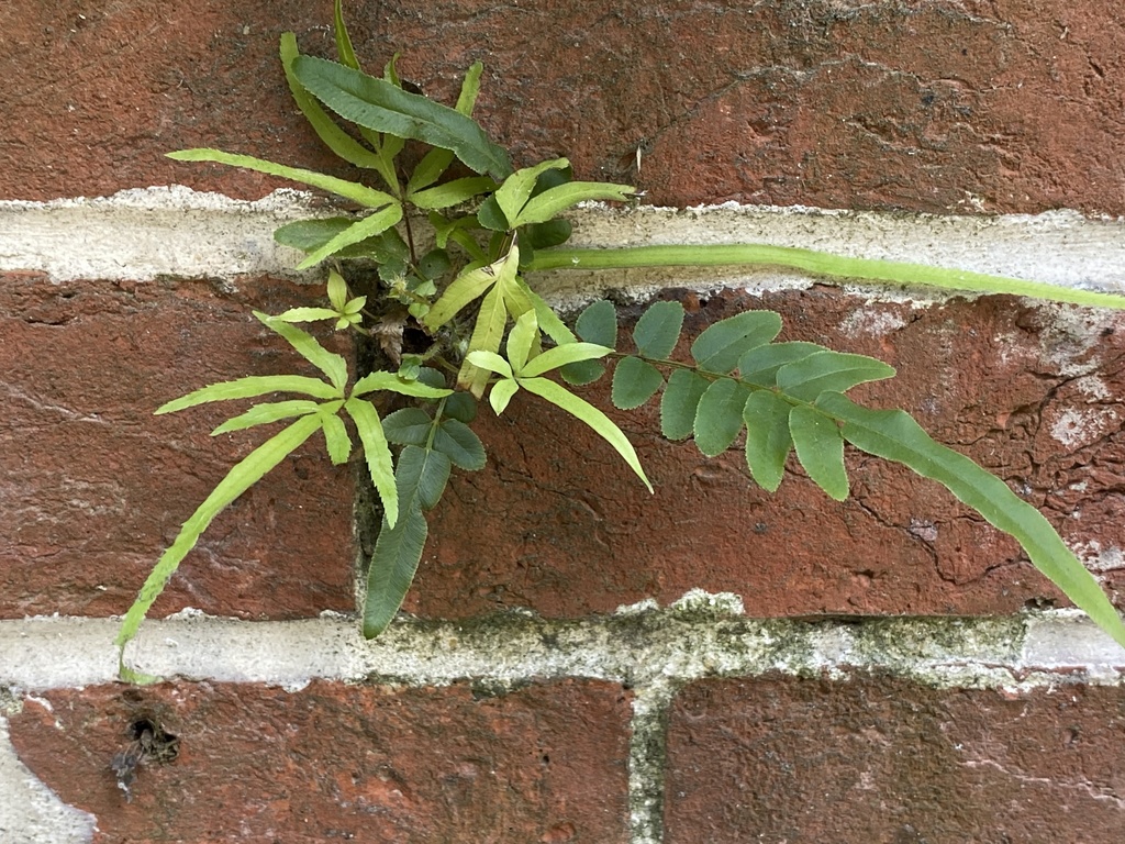 Pteris multifida (Madeira Pflanzen Polypodiopsida) · iNaturalist
