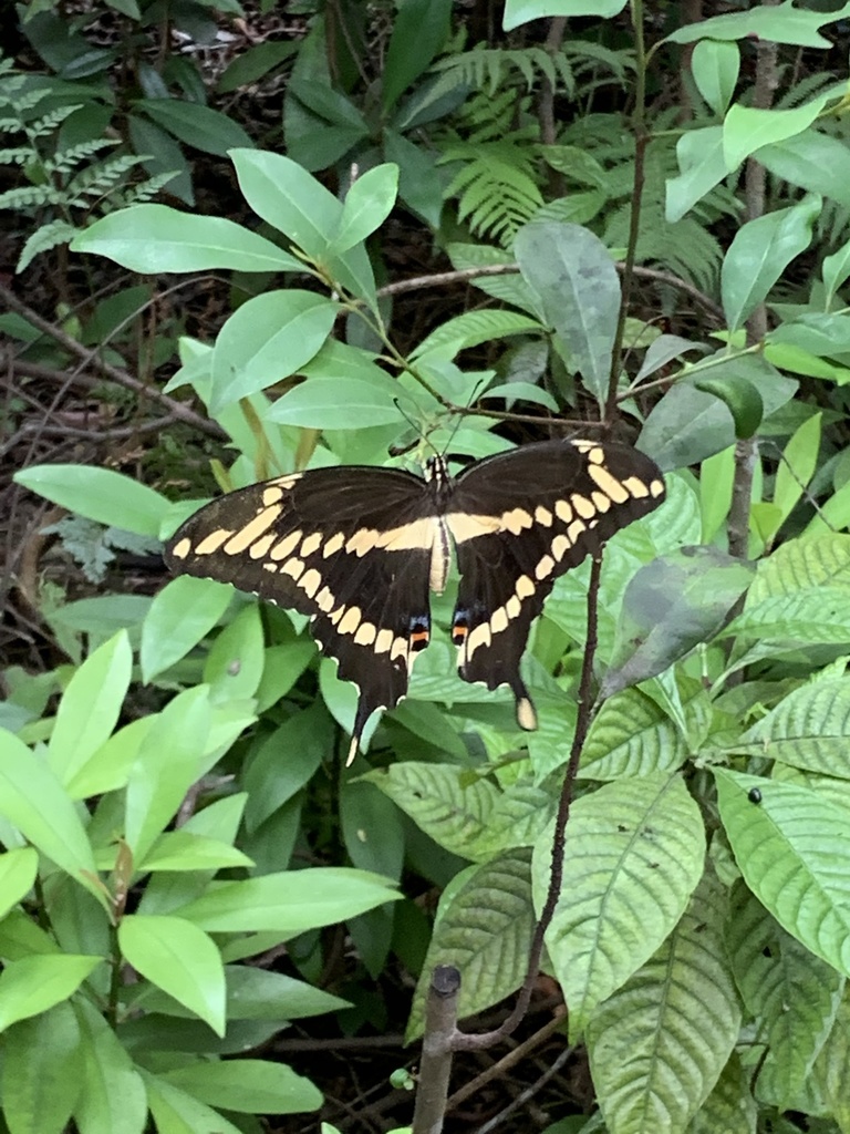 Eastern Giant Swallowtail from Florida International University ...
