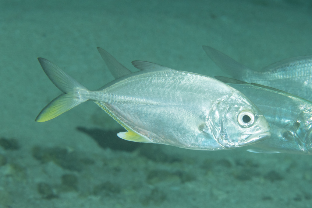 Giant Trevally (Caranx ignobilis) - Marine Life Identification