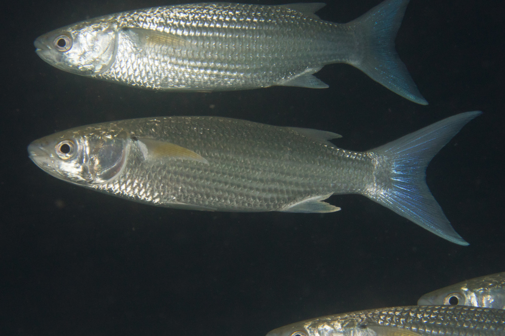 Mullets and glassfishes (Mugiliformes) - Marine Life Identification