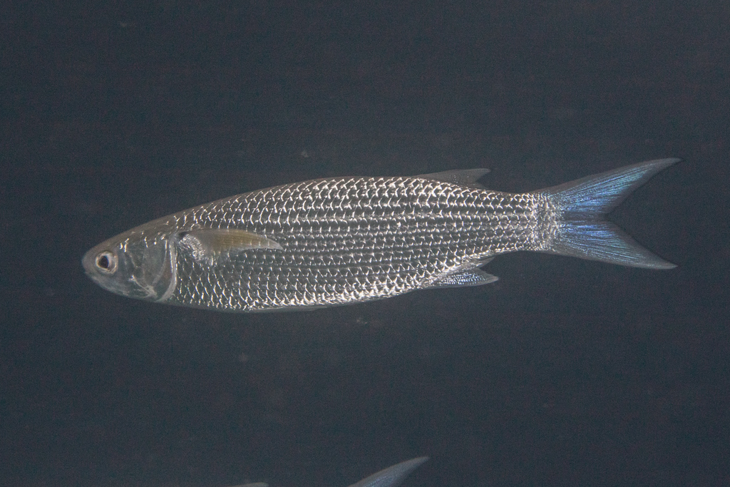 Mullets and glassfishes (Mugiliformes) - Marine Life Identification