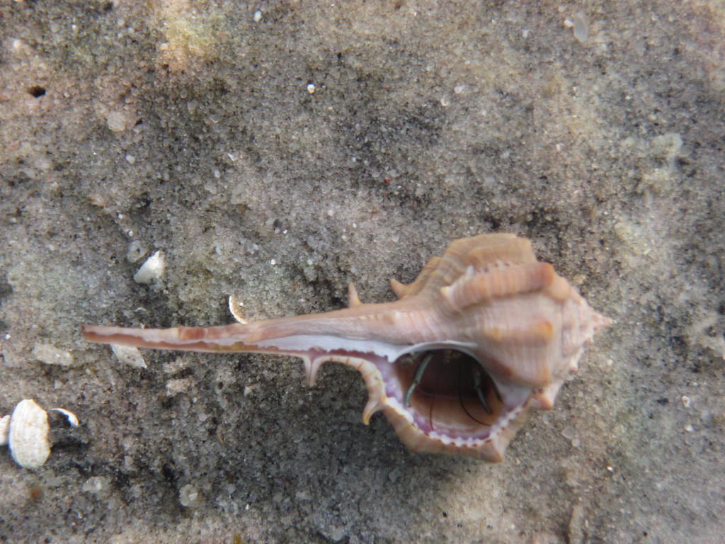 Short-spined Murex from Praia Do Bilene: In the Coastal lake of Bilene ...