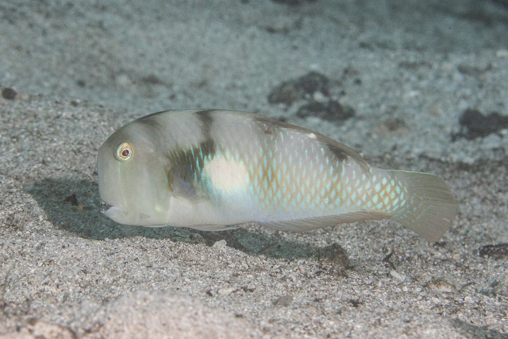 Razorfishes and allies (Novaculini) - Marine Life Identification