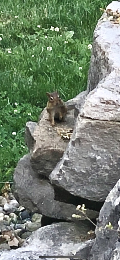 Eastern Chipmunk from Western Michigan University, Kalamazoo, MI, US on ...