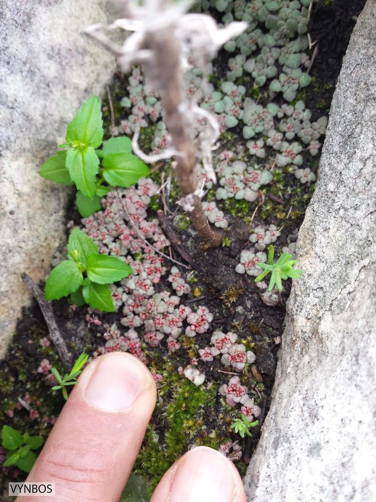 Mini Stonecrop from Elsies Peak, Fish Hoek on August 17, 2015 by Chris ...