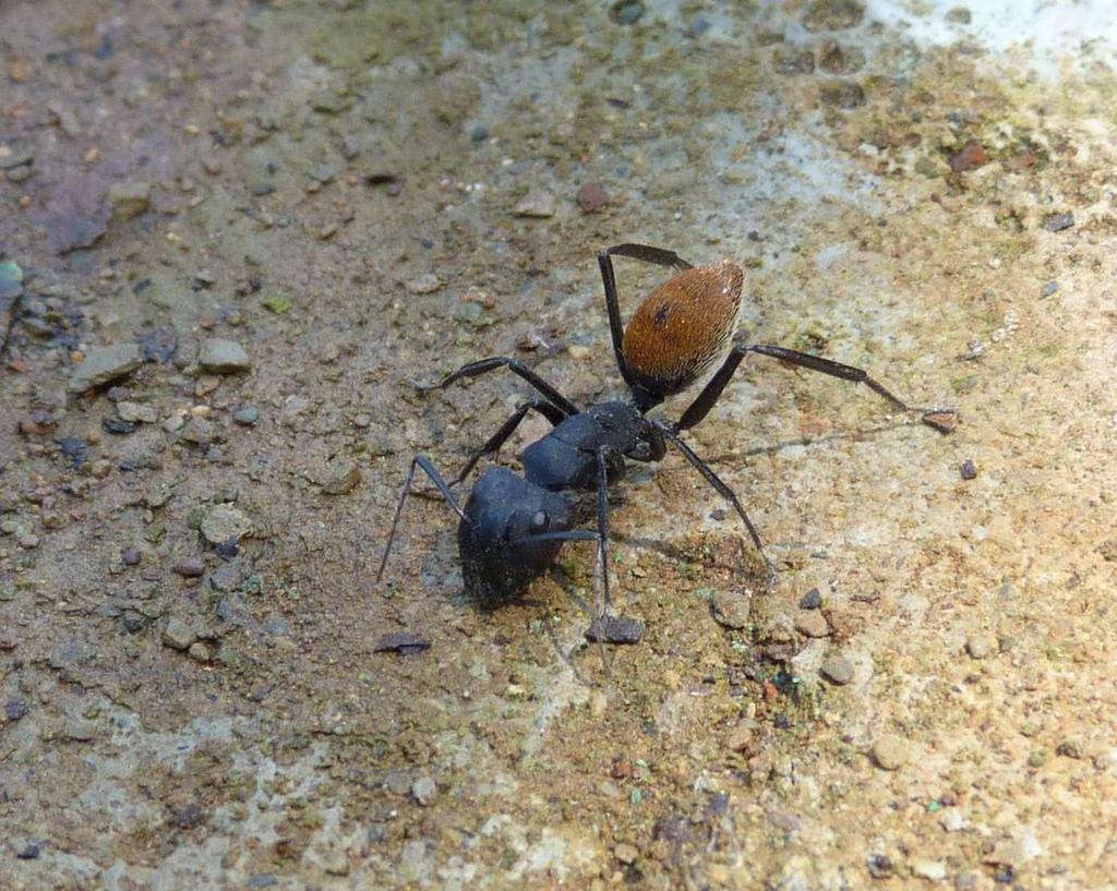 Karoo Balbyter Ant from Farm Kyffhäuser, Maltahöhe, Namibia on ...