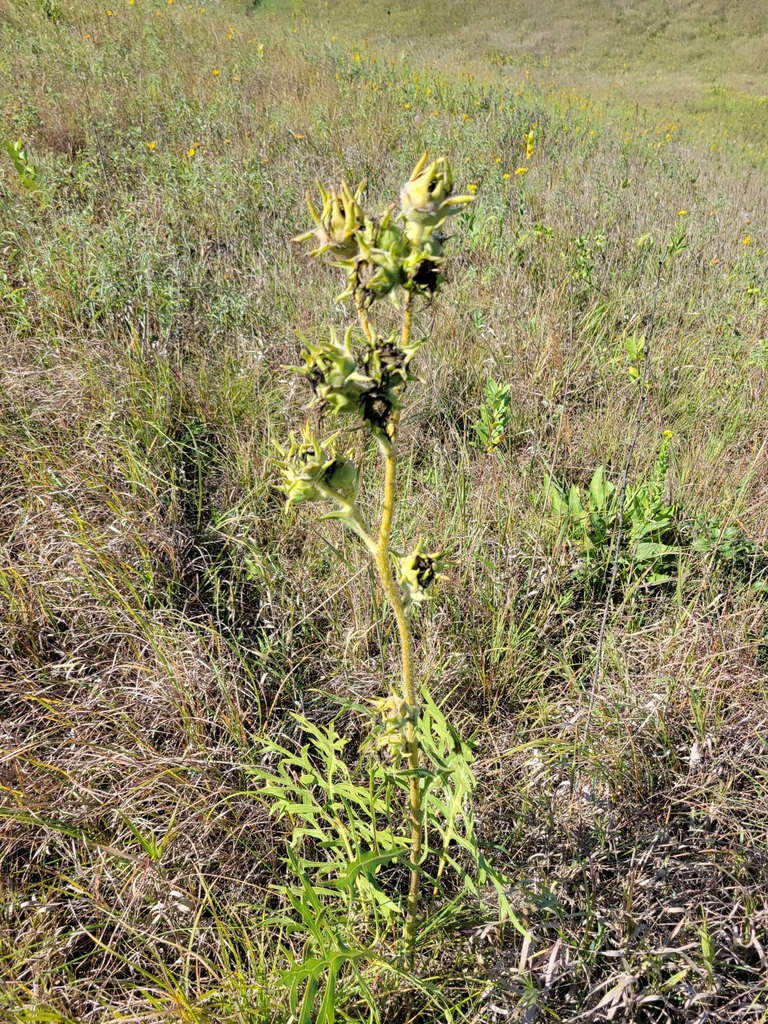 compass plant in September 2021 by Davis Harder · iNaturalist