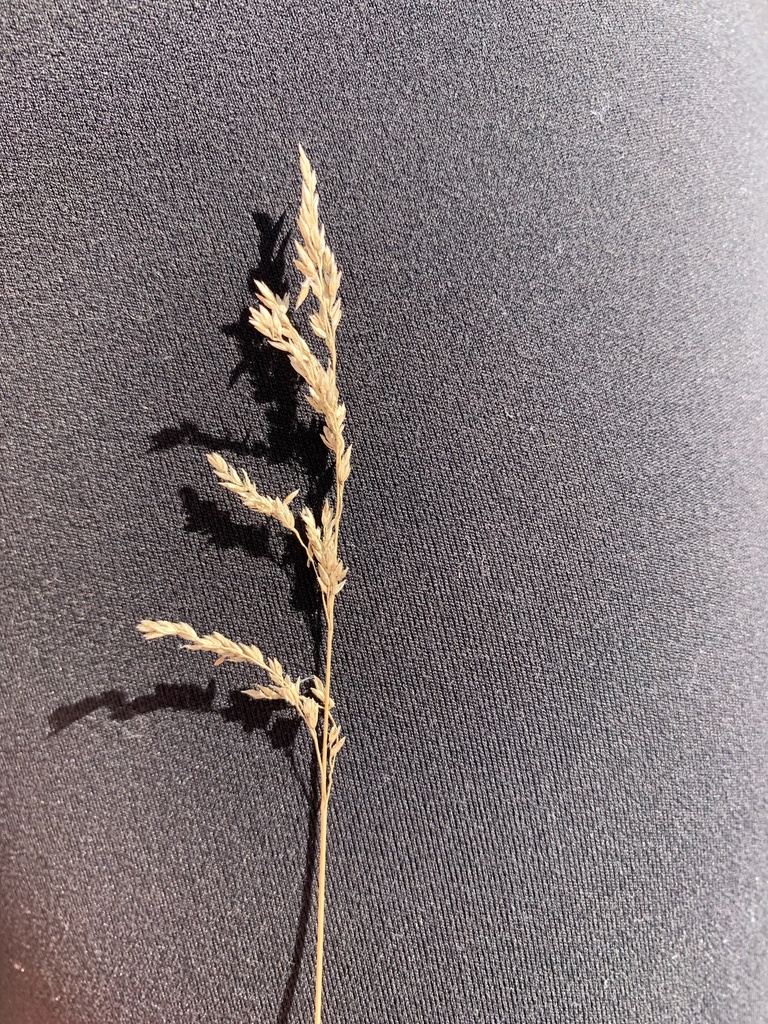 Rough Fescue from Blackley Rd, Saskatoon, SK, CA on September 8, 2021 ...