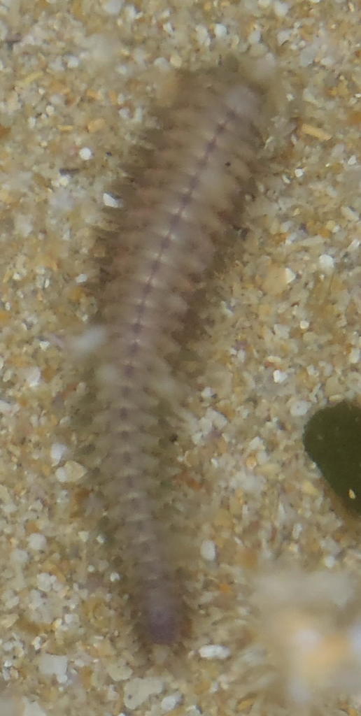 Ragworms and Allies from Goukamma Nature Reserve on April 02, 2015 by ...