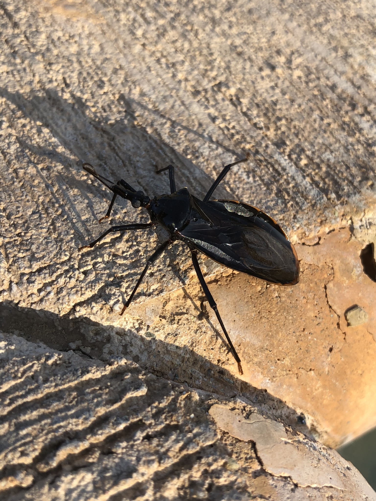 Triatoma recurva (Stål, 1868)