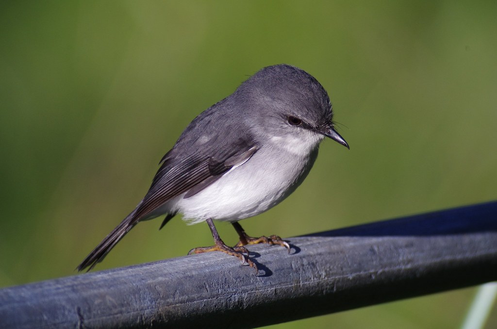 White-breasted Robin (Bollygum Dell Biodiversity) · iNaturalist